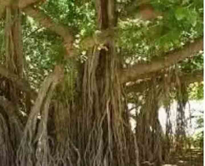 know all about banyan tree - INVC