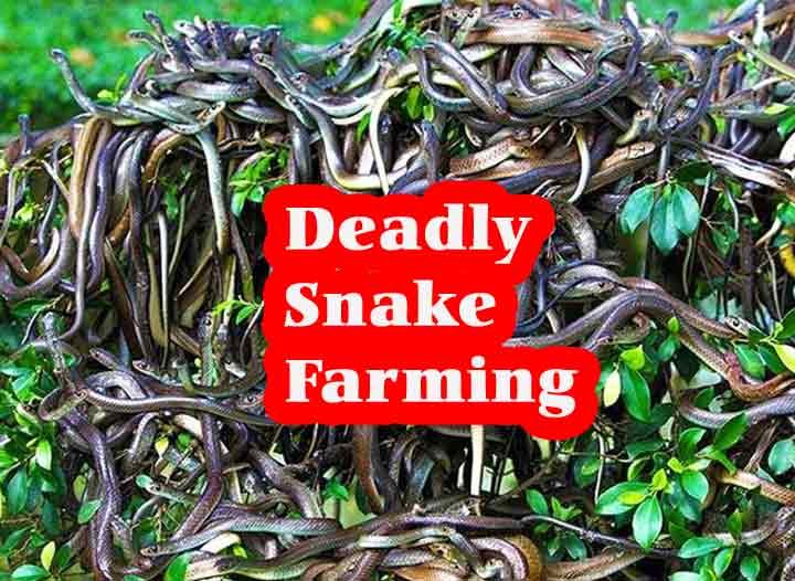 Snake Farming Why dangerous snakes like cobra, python, viper, rattle ...
