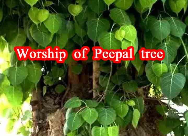 Important things and rules related to Peepal - INVC
