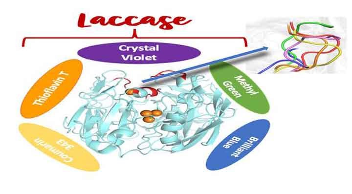 Substrate promiscuity of fungi generated enzyme Laccase shows potential ...