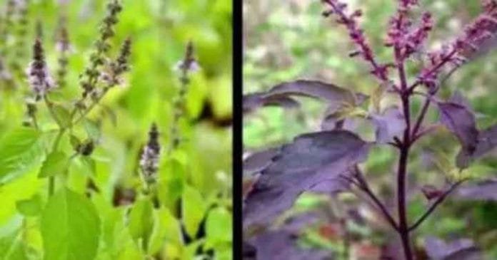 Ram Tulsi vs Shyama Tulsi : Their Differences and Benefits - INVC