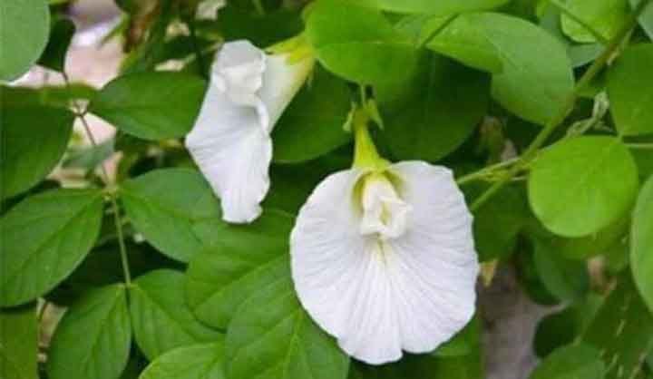 Astrological remedies of Shankhpushpi : How to Use Shankhpushpi Root to ...