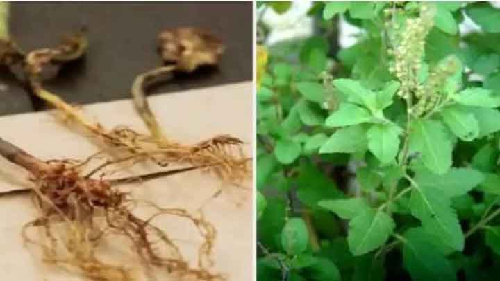 Never Keep These Things Near Tulsi: Ensuring Positive Energy and ...