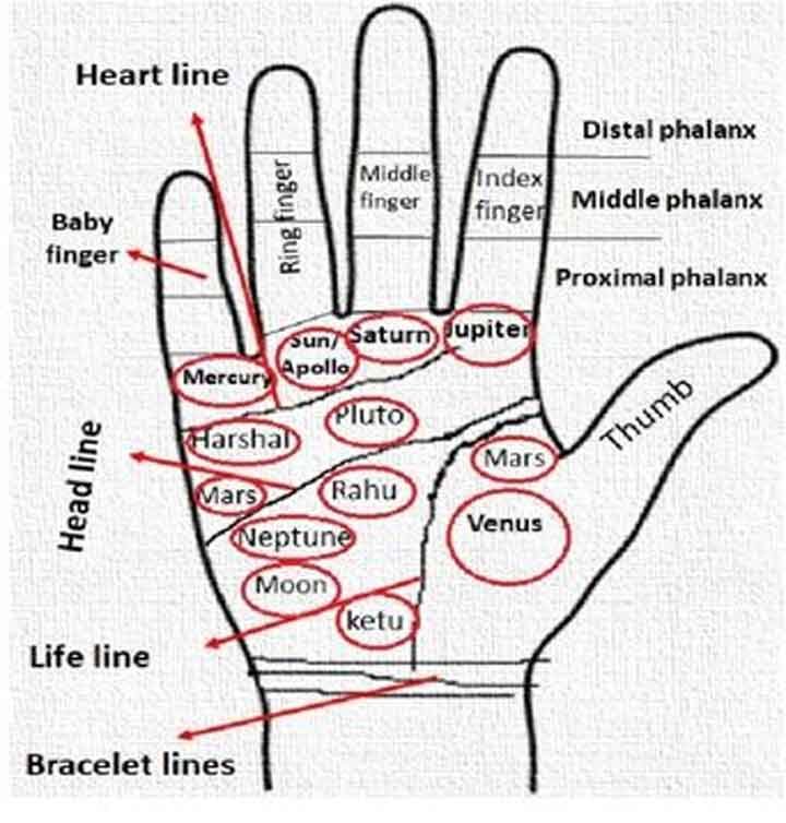 Palmistry and Marriage: How to Predict Your Love Life Through Hand Lines